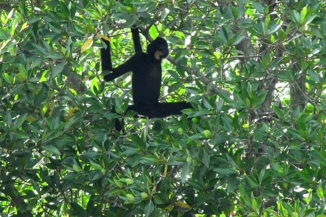 Private Mangrove Forest and Monkey Island Exploration - First Stop: Vam Sat Ecological and Monkey Island