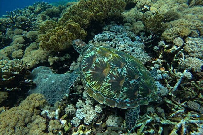 Private Manta Snorkeling Trips from Nusa Lembongan - Key Points