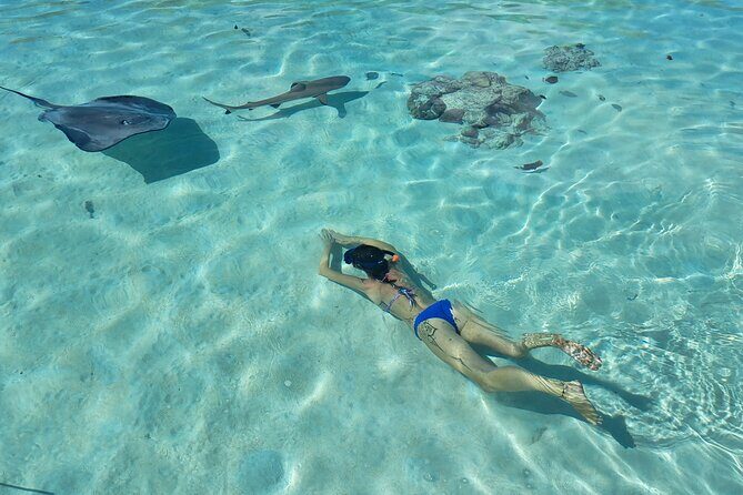Private Marine Excursion and snorkeling in the lagoon of Moorea - An In-Depth Look at the Marine Excursion