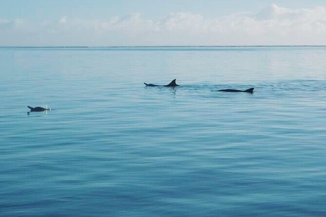 Private Marine Excursion and snorkeling in the lagoon of Moorea - Frequently Asked Questions