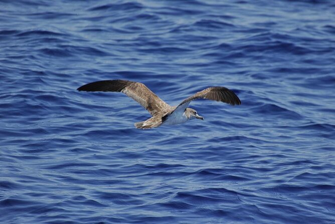Private Marine Life Spotting - Dolphin Watching Ecomarine Malta - Marine Life and Ecosystem Exploration