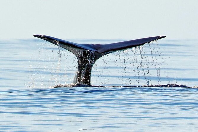 Private Marine Wildlife Boat Tour - The Practical Side: What to Prepare