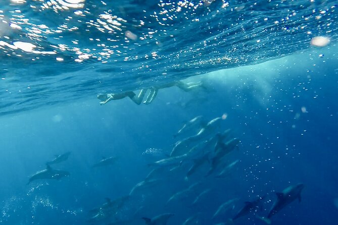 Private Marine Wildlife Boat Tour - How Does It Compare in Value?