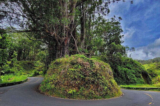 Private Maui Redwood Hiking Experience - An In-Depth Look at the Maui Redwood Trek