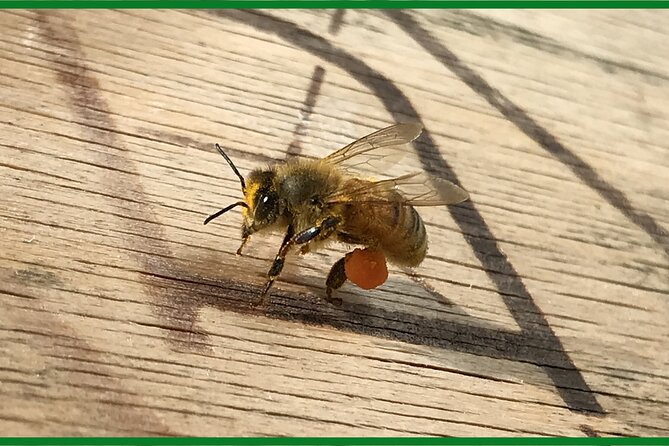 Private Mead Taste Experience in Lourdes - The Flavors and Varieties