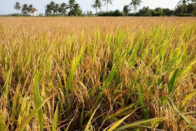 Private Mekong Delta Less Tourist - Coconut Island Tour - Exploring Vietnam’s Hidden Mekong: A Deep Dive into the Coconut Island Tour