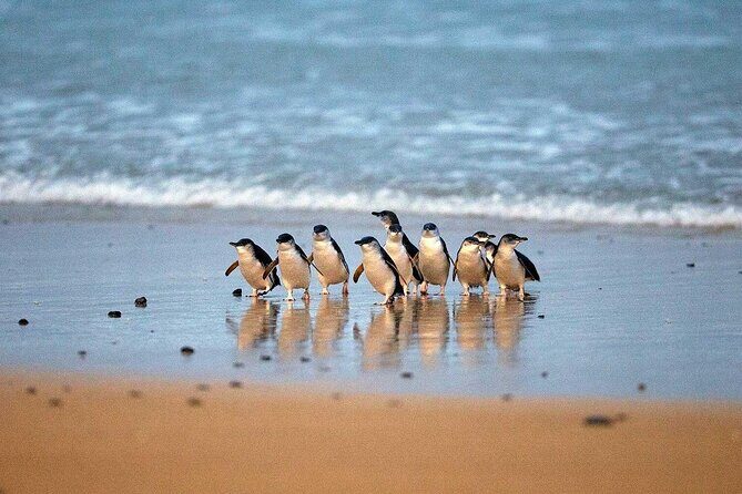Private Melbourne Tour: Phillip Island and Chocolate Factory - A Close Look at the Itinerary