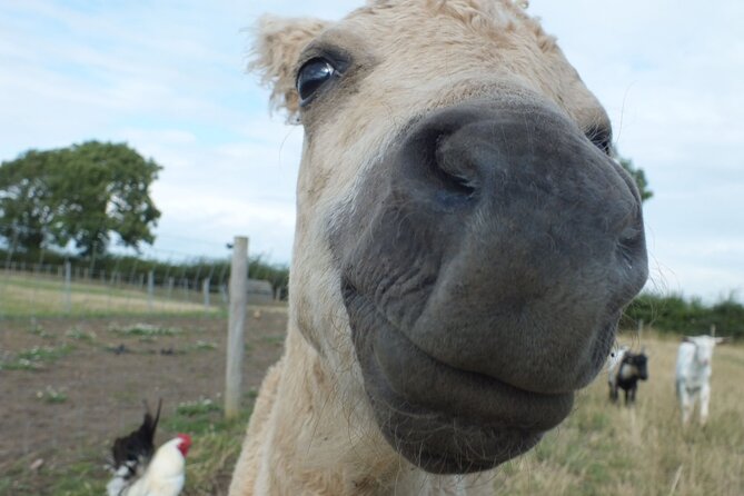 Private Miniature Horse Walking Near Lincoln - Meet Other Friendly Animals
