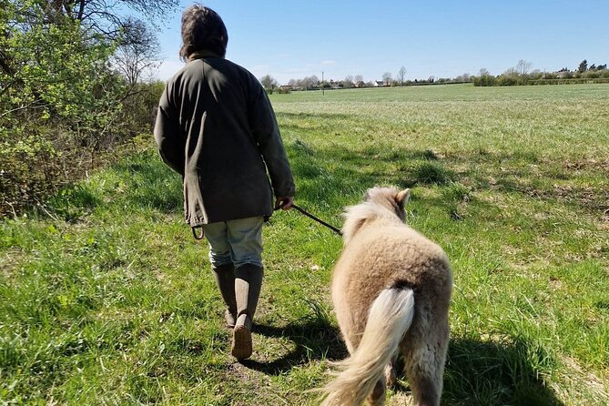 Private Miniature Horse Walking Near Lincoln - What to Expect During Your Visit
