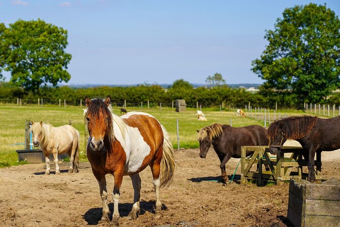 Private Miniature Horse Walking Near Lincoln - Hear From Our Happy Guests