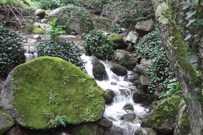 Private Monchique Guided Forest Hike w/Medronho Tasting - A Deep Dive into the Experience