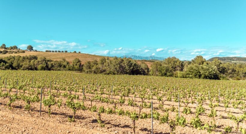 Private Montserrat Tour, Organic Winery & Gourmet Lunch - Key Points