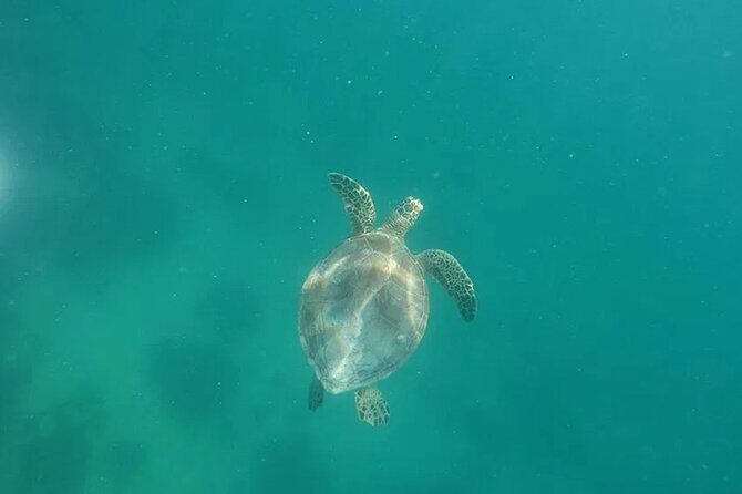 Private Morning Tiki Boat Eco Cruise in Key West - Who Is This Tour Best For?