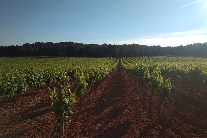 Private Morning Wine Tour From Valencia - Highlights of the Itinerary