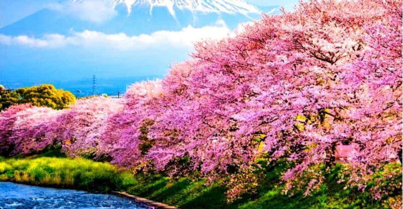 Private Mount Fuji Sightseeing Day Trip With English Guide - Key Points