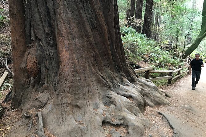 Private Muir Woods and Sausalito Half Day Tour - Who Is This Tour Best For?