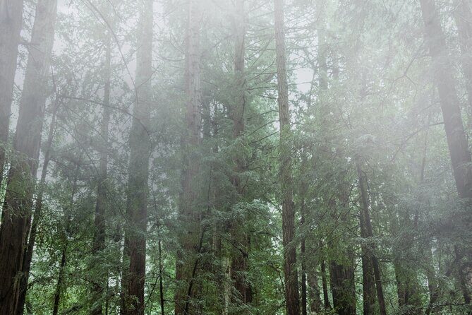 Private Muir Woods and Sausalito Half-Day Tour from San Francisco - A Deep Dive into the Experience