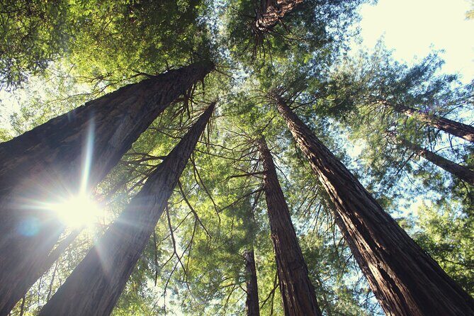 Private Muir Woods and Sausalito Half-Day Tour from San Francisco - Analyzing the Value