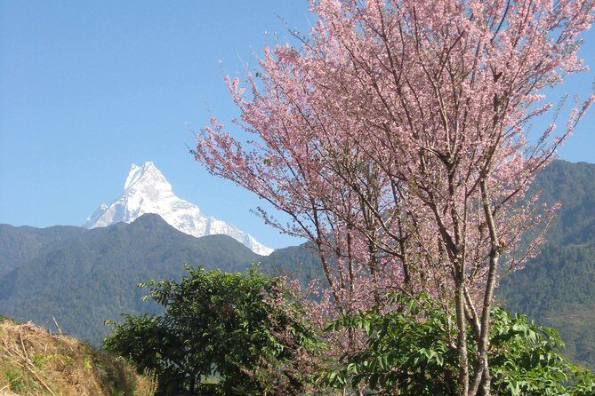 Private Multi Day Nepal Poon Hill Trekking Tour - The Scenic Highlights – Why You’ll Love It