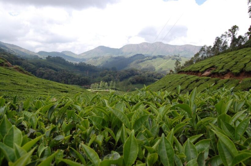 Private Munnar Tea Trek - Final Thoughts: Is the Private Munnar Tea Trek Worth It?