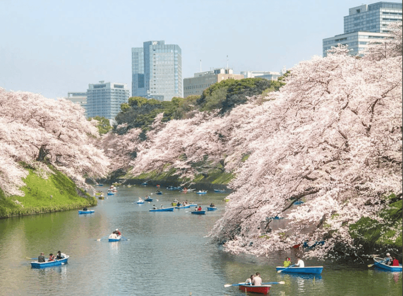 Private Must-see Sakura Journey in Tokyo City - Key Points