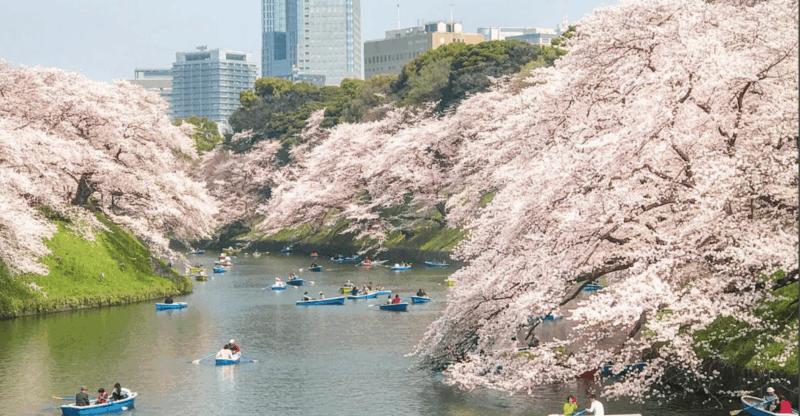 Private Must-see Sakura Journey in Tokyo City - Luggage Allowance