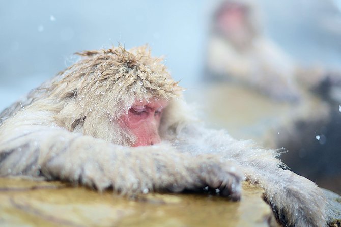 Private Nagano 1-Day Tour:Snow Monkeys,Zenko-ji,Obuse,Sake,Onsen - Booking and Cancellation Policy