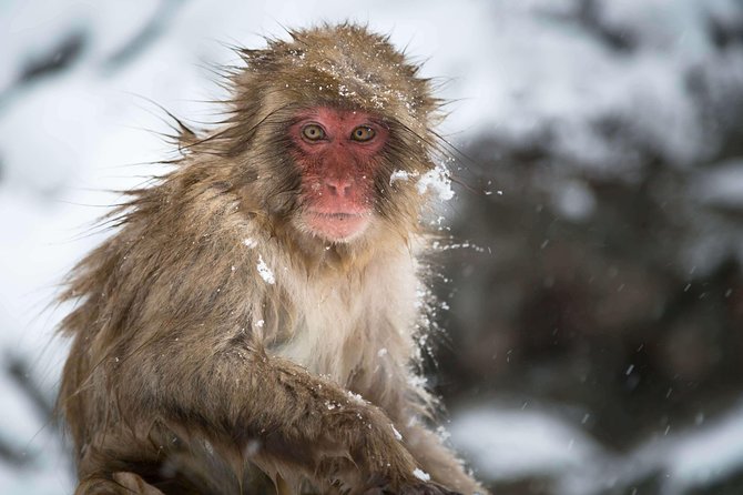 Private Nagano 1-Day Tour:Snow Monkeys,Zenko-ji,Obuse,Sake,Onsen - Tour Guide Reviews