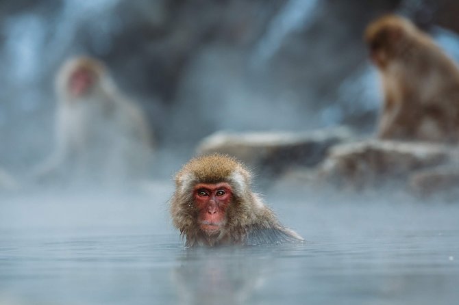 Private Nagano 1-Day Tour:Snow Monkeys,Zenko-ji,Obuse,Sake,Onsen - How to Book Your Nagano Adventure