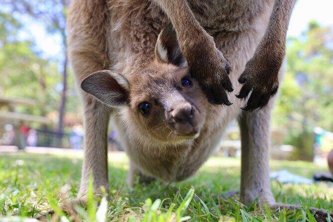 Private Nature Escape Tour 2 Days in Sydney - What Makes This Tour Stand Out?