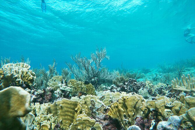 Private nature tour: Aruban mangrove forest & pristine coral reef - Exploring the Mangrove Forests