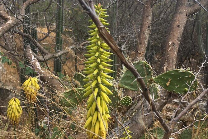 Private nature tour: Aruban mangrove forest & pristine coral reef - Authentic Experiences and Traveler Insights