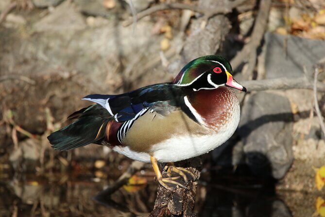 Private Nature Tour for Couples - Wildlife & Birding Highlights