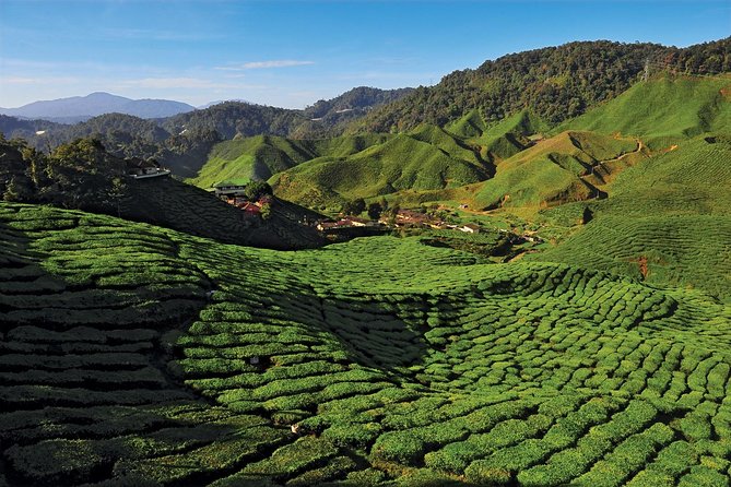 Private Nature Trip to Cameron Highlands from Kuala Lumpur - The Itinerary: What You’ll See and Do