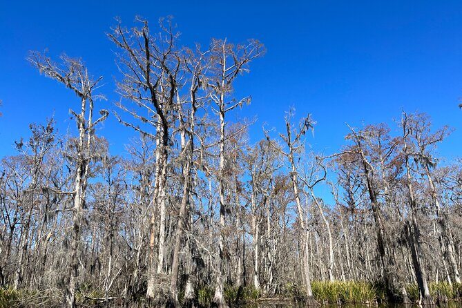 Private New Orleans Neighborhood Food Tour - Historic Driving "Dine-Around" - Key Points