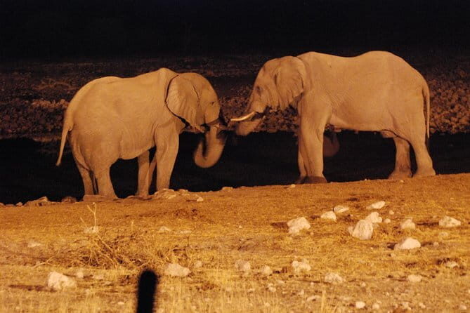 Private : Night Drive in Yala National Park Buffer Zone - The Experience in Detail