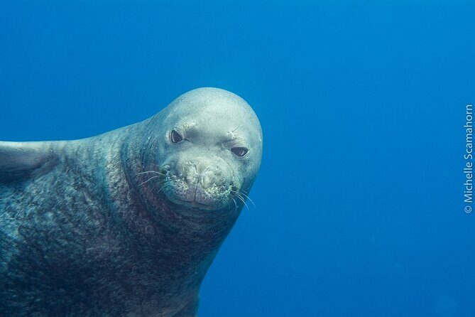 Private Niihau Scenic Snorkel - Why This Tour Stands Out