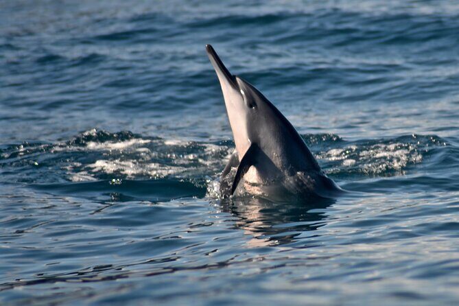 Private Niihau Scuba Charter with 2 or 3 Tank Dive Option - Summary of the Experience