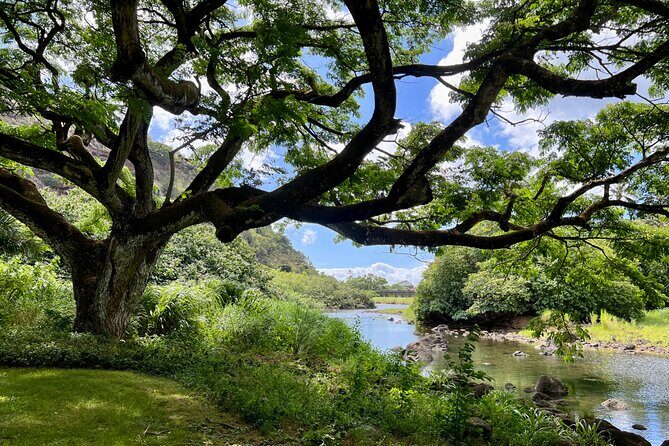 Private North Shore Oahu Tour ft. Waimea Falls-Customizable - The First Stop: Haleiwa Beach Park and Turtle Sightings