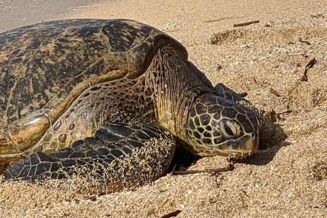 Private Oahu Circle Island Tour - Frequently Asked Questions