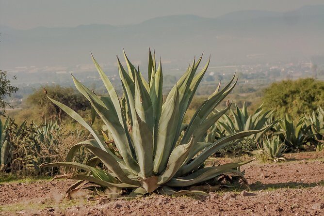 Private Oaxaca Walking Tour with Mezcal Tasting - Who Should Consider This Tour?