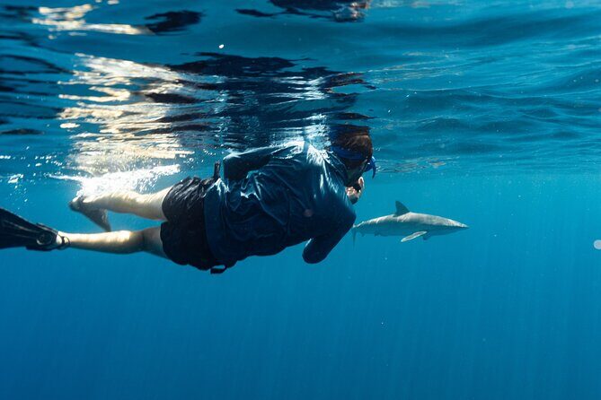 Private Ocean Seafari Swim with Wildlife in SJC - What to Expect from the Private Ocean Seafari