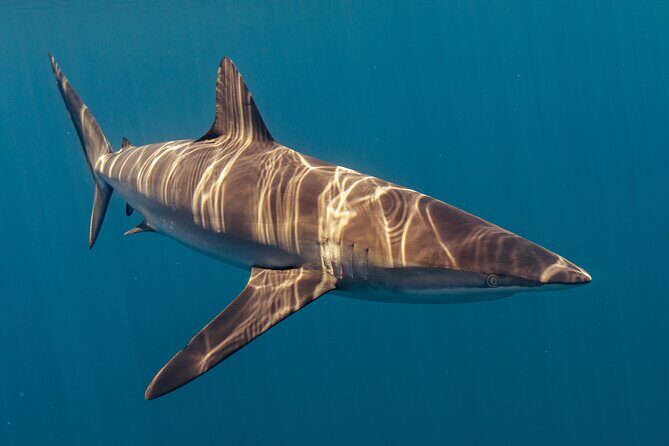 Private Ocean Seafari Swim with Wildlife in SJC - Who Is This Tour Best For?