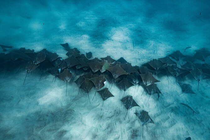 Private Ocean Seafari Swim with Wildlife in SJC - Final Thoughts: Is It Worth It?