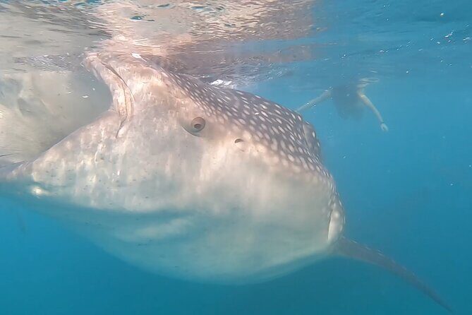 Private Ocean Seafari Swim with Wildlife in SJC - Frequently Asked Questions