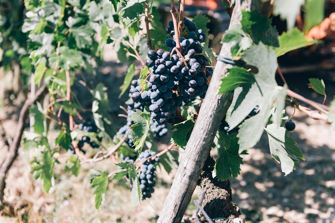 Private off Road Wine Tour in Chianti From Florence - Explore Chiantis Scenic Landscape