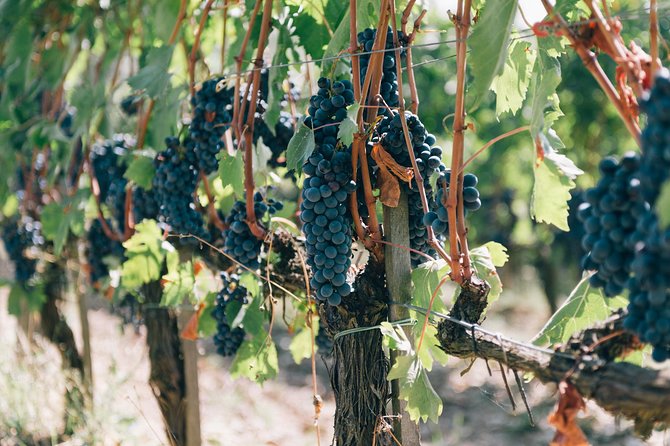 Private Off Road Wine Tour in Chianti from Siena - Tasting Experience: More Than Just Wine