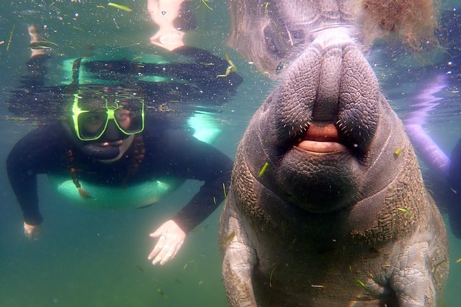 Private 'OG' Manatee Snorkel Tour with Guide for up to 10 people - Introduction