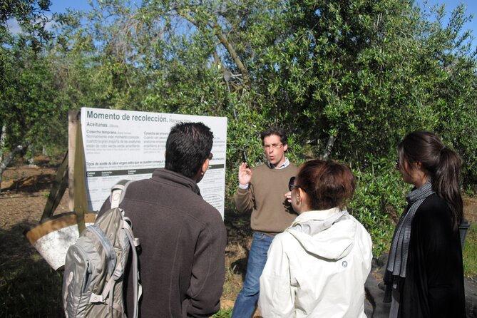 Private Olive Oil Tour from Sevilla - Who Would Enjoy This Tour?