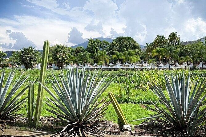 Private One Day Adventure Tour in Tequila and La Fortaleza Distillery - Exploring the Itinerary in Detail